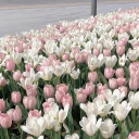 .Thorya A - خمسات